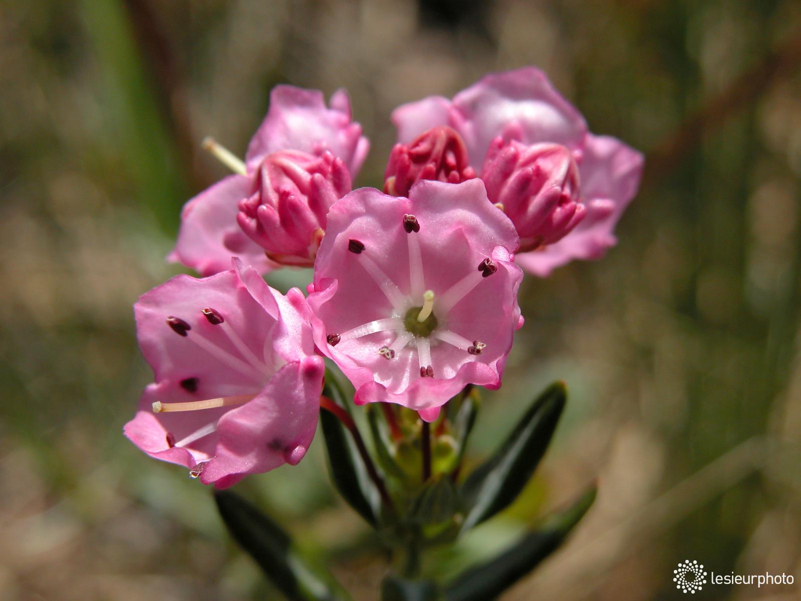 Terre-Neuve | Terre-Neuve et Labrador | LeSieur Photo