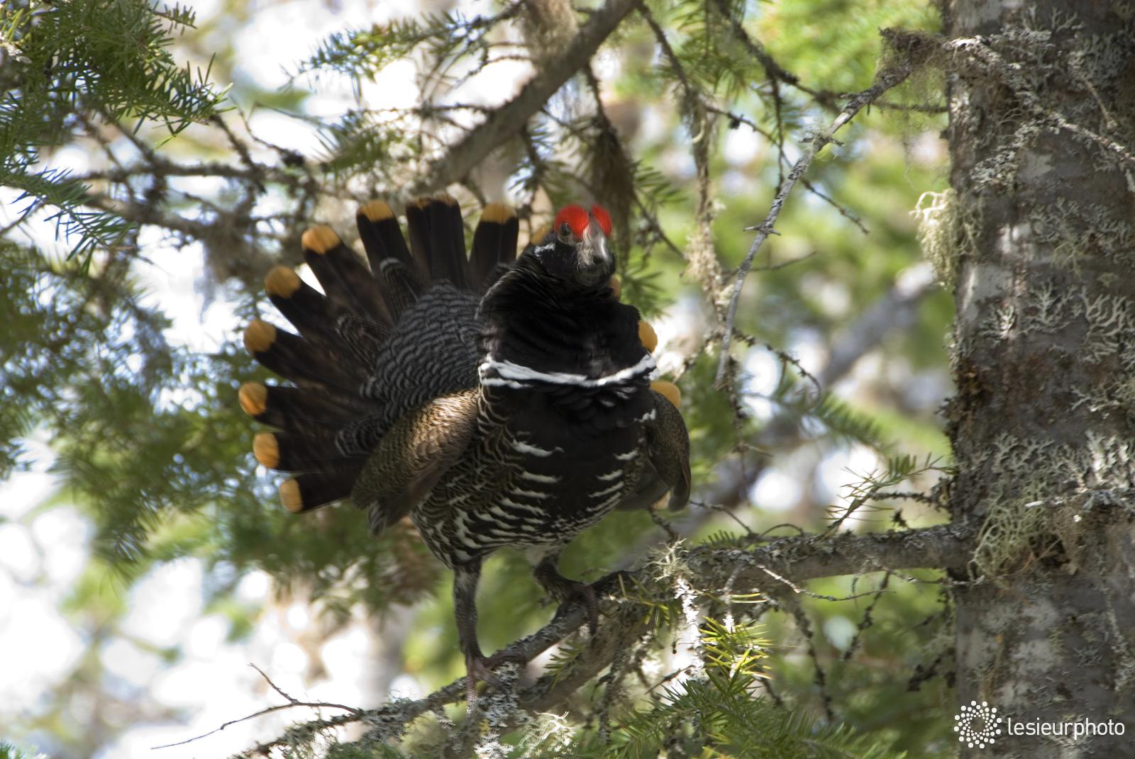 Oiseaux du Québec | Nature | LeSieur Photo