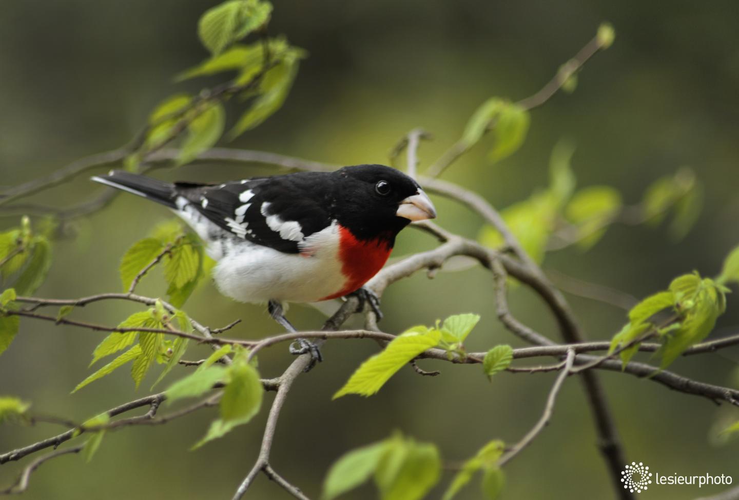 Oiseaux du Québec | Nature | LeSieur Photo