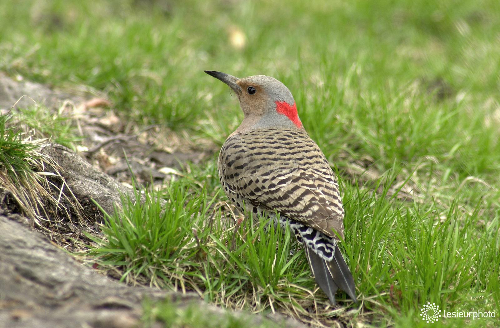 Oiseaux du Québec | Nature | LeSieur Photo
