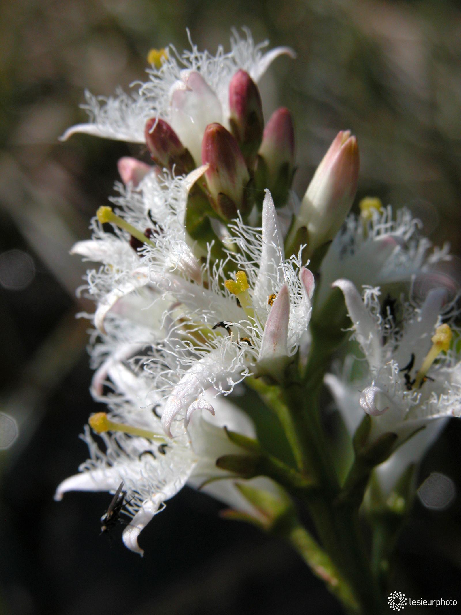 Terre-Neuve | Terre-Neuve et Labrador | LeSieur Photo
