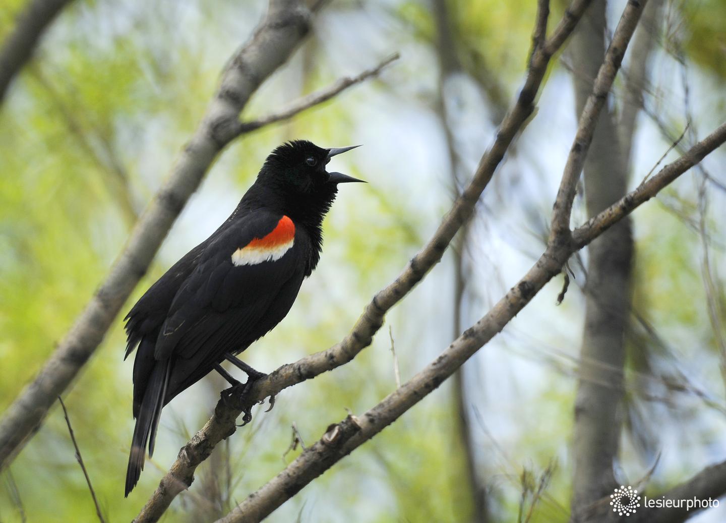 Oiseaux du Québec | Nature | LeSieur Photo