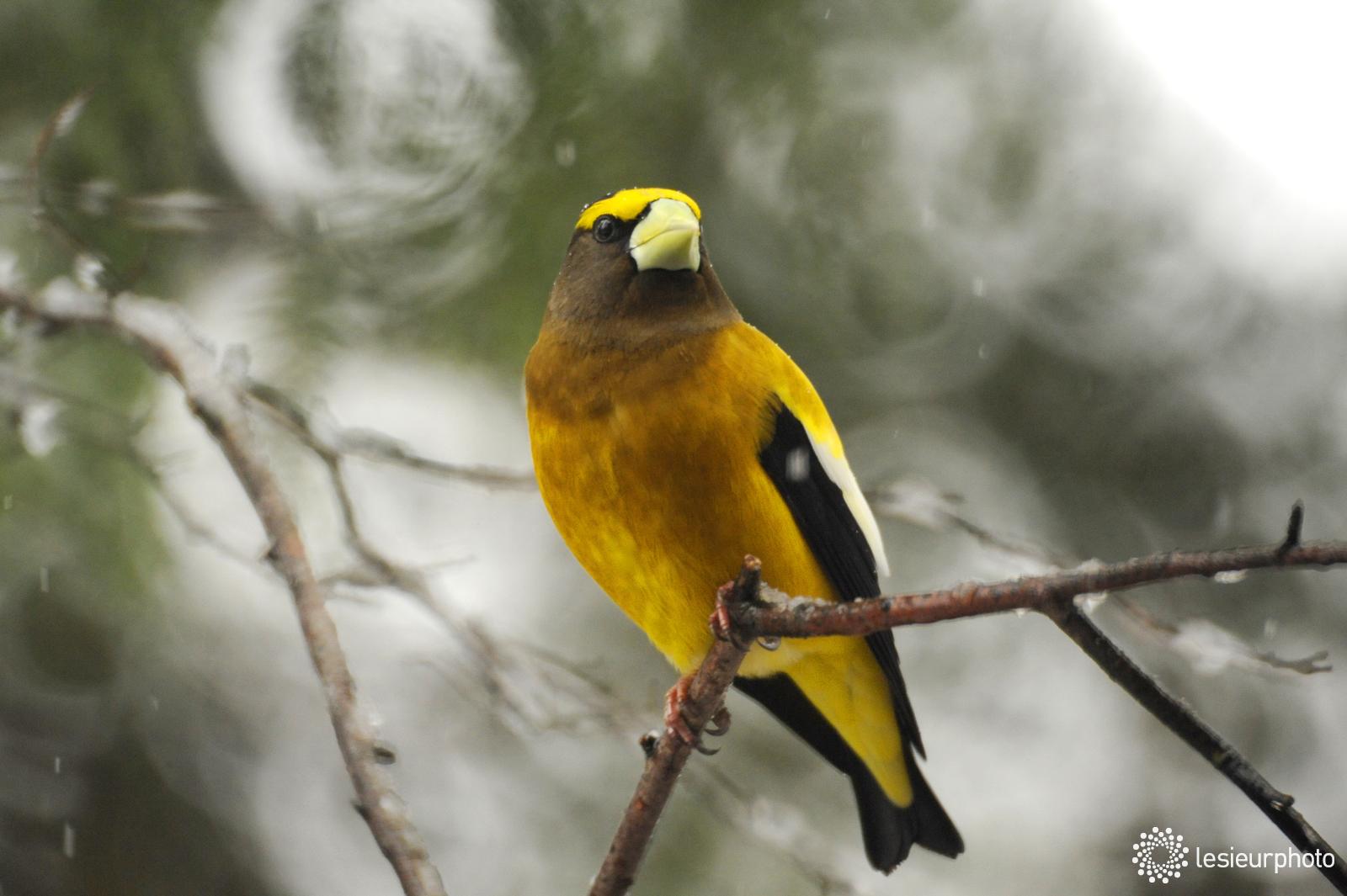 Oiseaux du Québec | Nature | LeSieur Photo