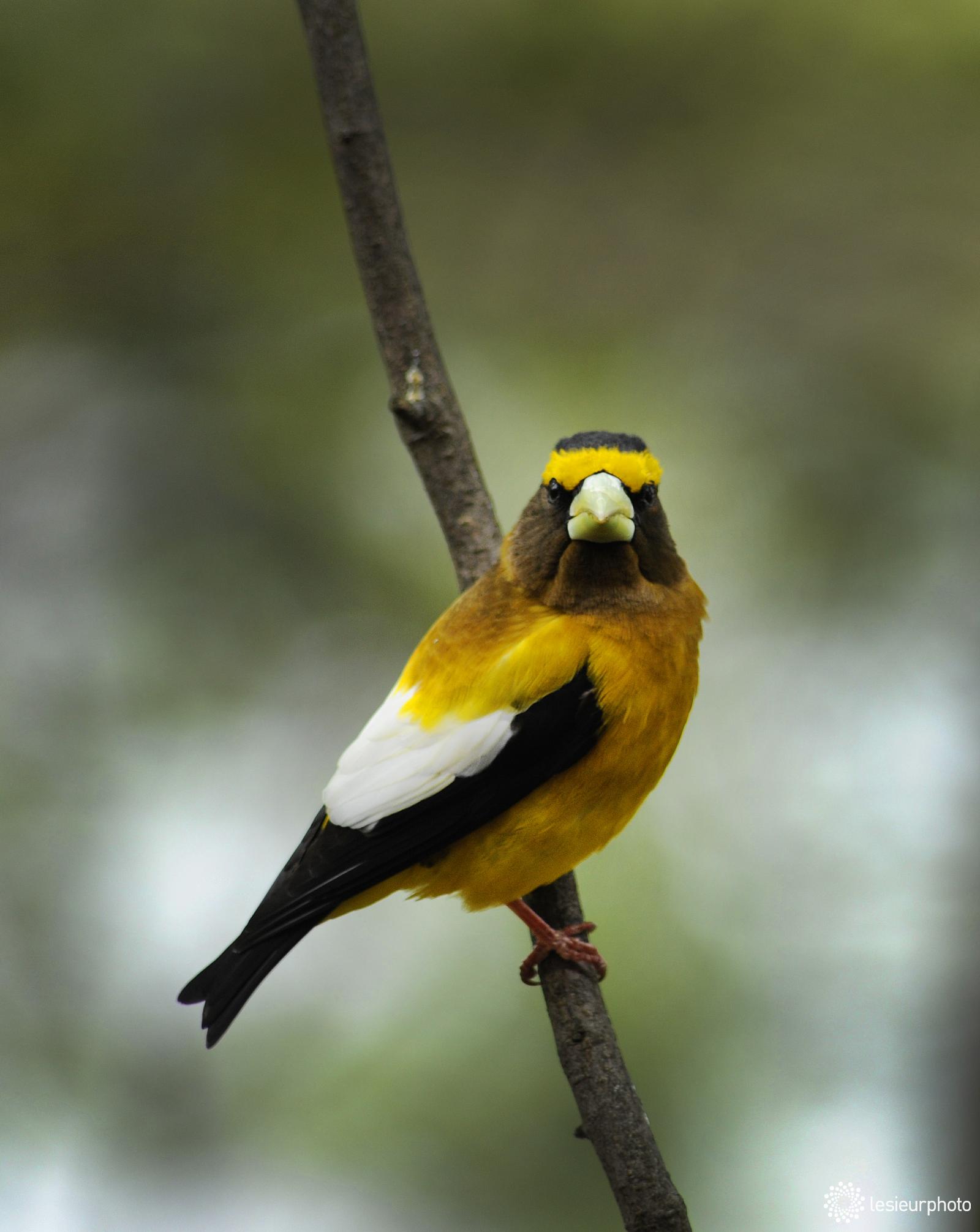 Oiseaux du Québec | Nature | LeSieur Photo