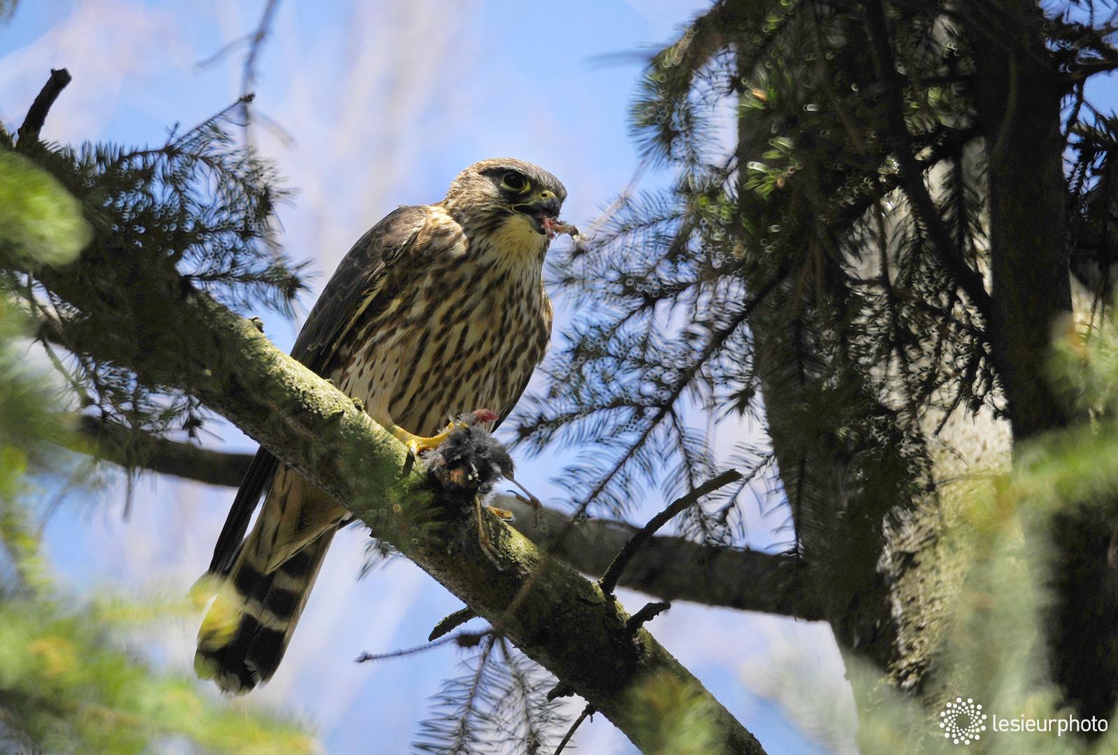 Oiseaux du Québec | Nature | LeSieur Photo